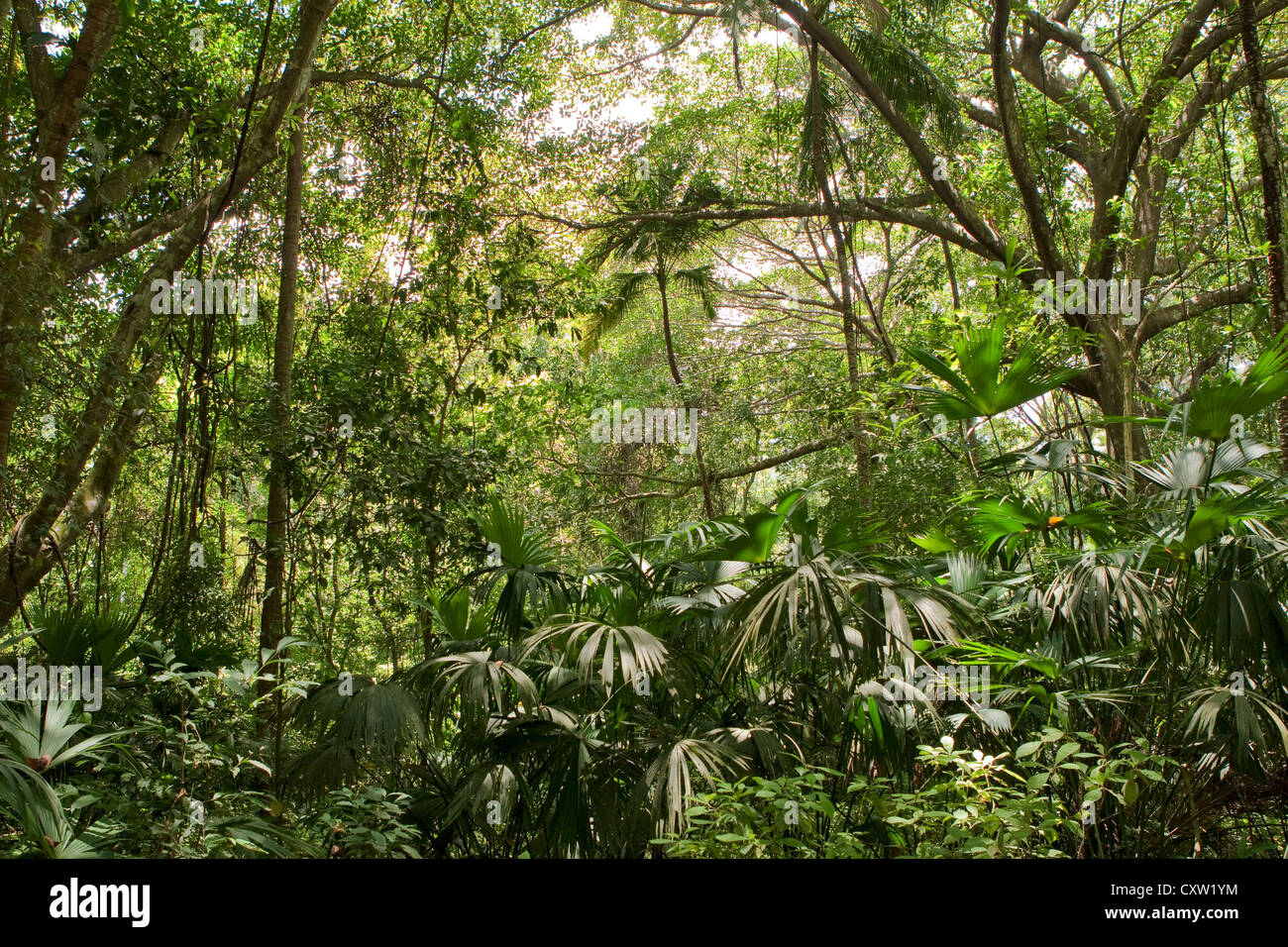 Rain forest, Tayrona National Park, Colombia Stock Photo - Alamy