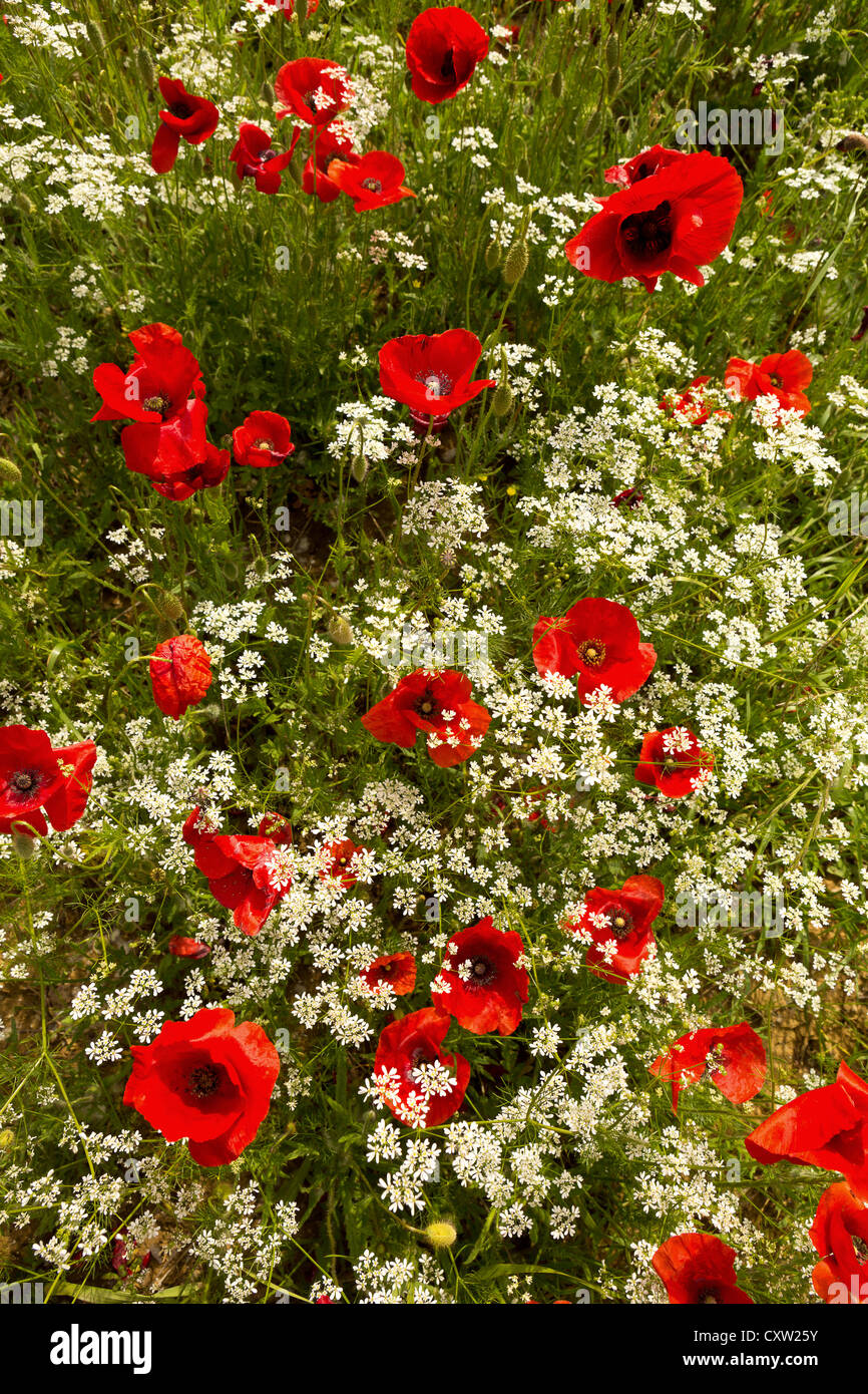 Top view image of red poppies and white wildflowers in Tuscany Stock ...