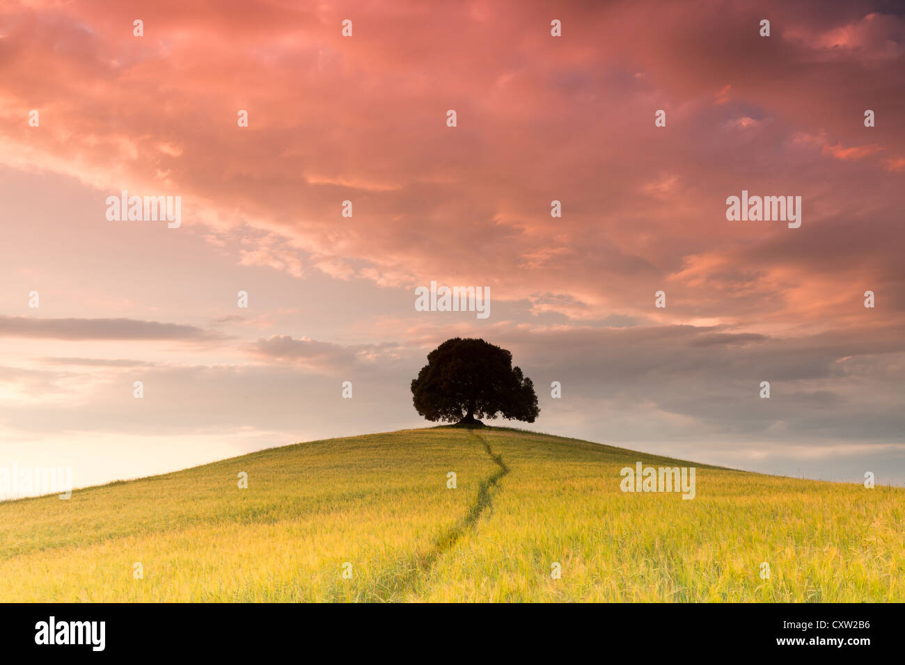 Soft evening colors in Tuscany with cloudy sky over a lone tree on a ...