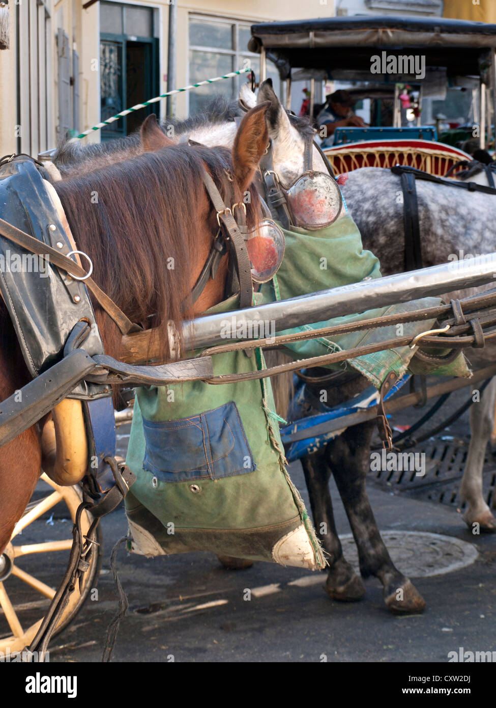 Horse and phaeton carriage is the main public transportation for Stock ...