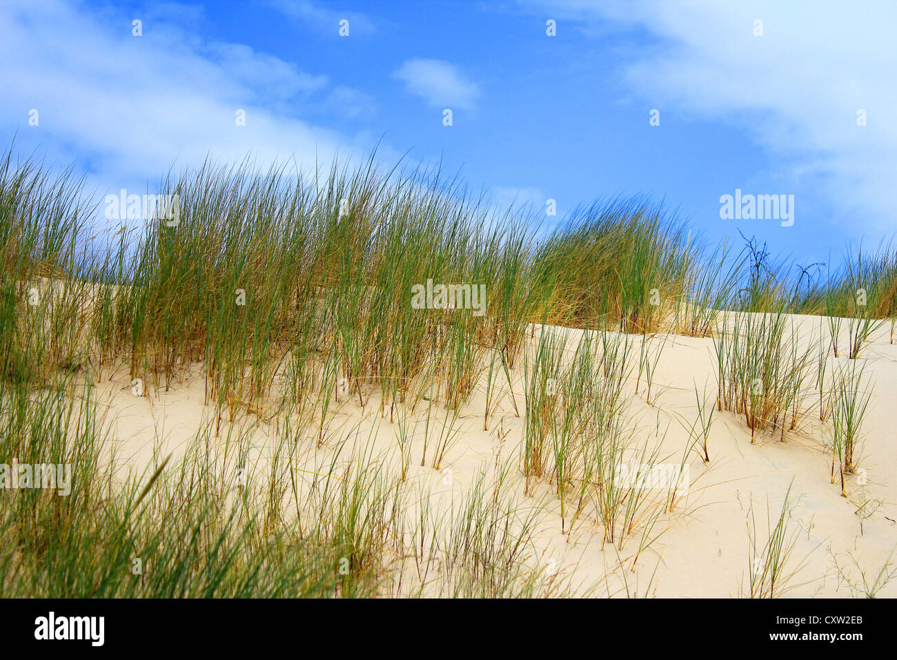Sandy grass land hi-res stock photography and images - Alamy