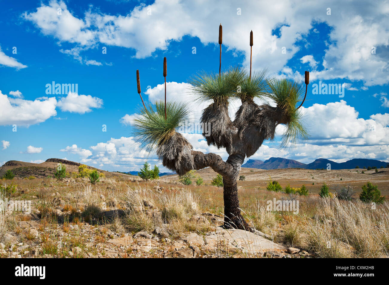 Ancient Grass Tree in the hills of Flinders Ranges Stock Photo - Alamy