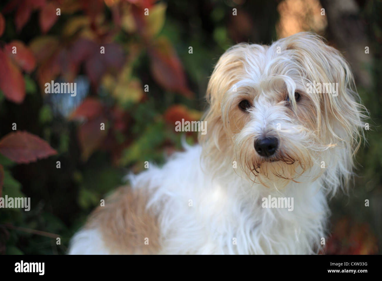 Dog portrait in the autumn sun Stock Photo - Alamy