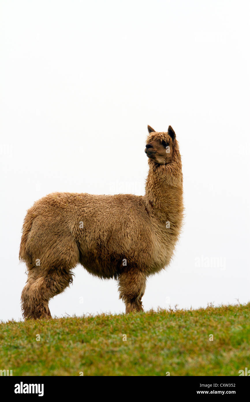 Alpaca Background