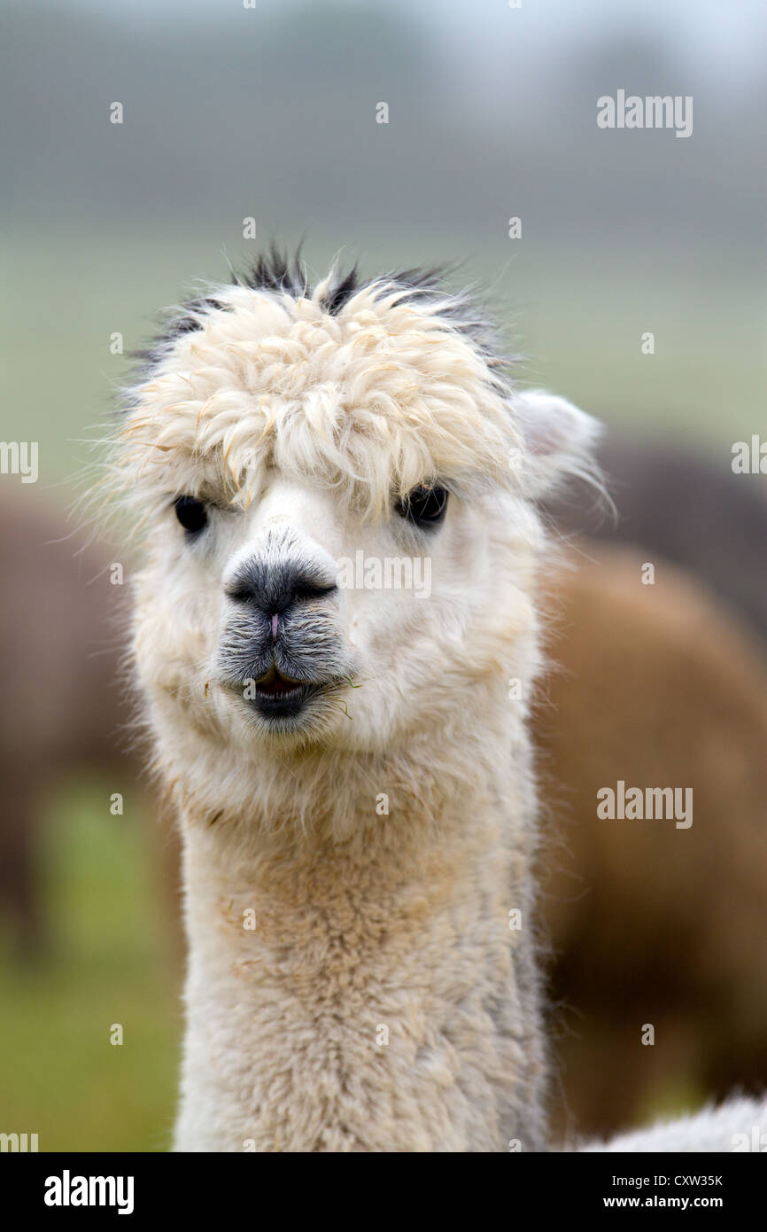 Portrait of Alpaca with long neck white in colour and like llama Stock ...