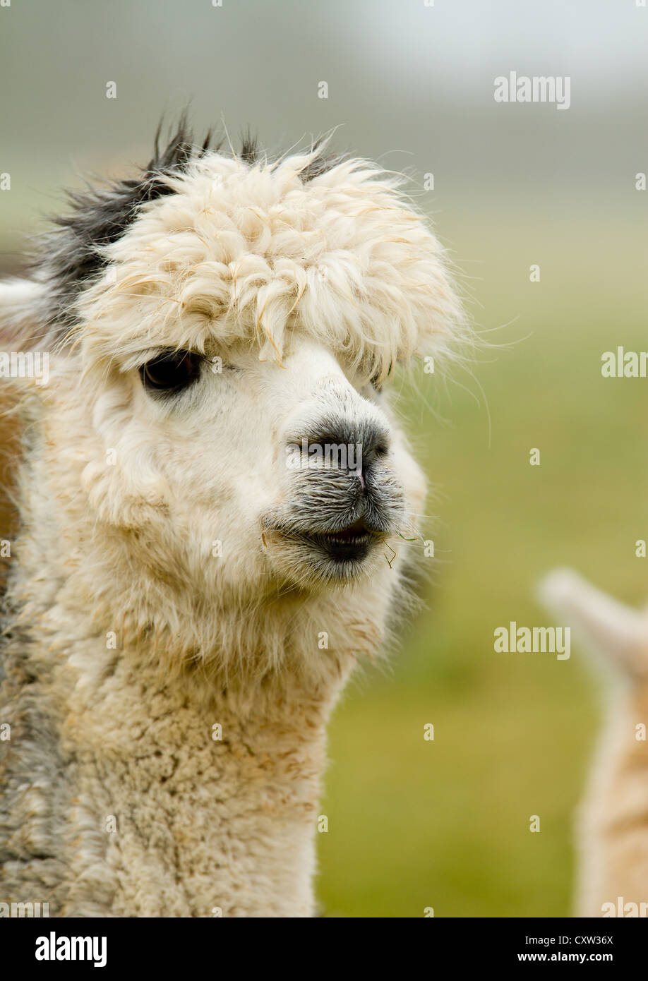 White and grey Alpaca Stock Photo - Alamy