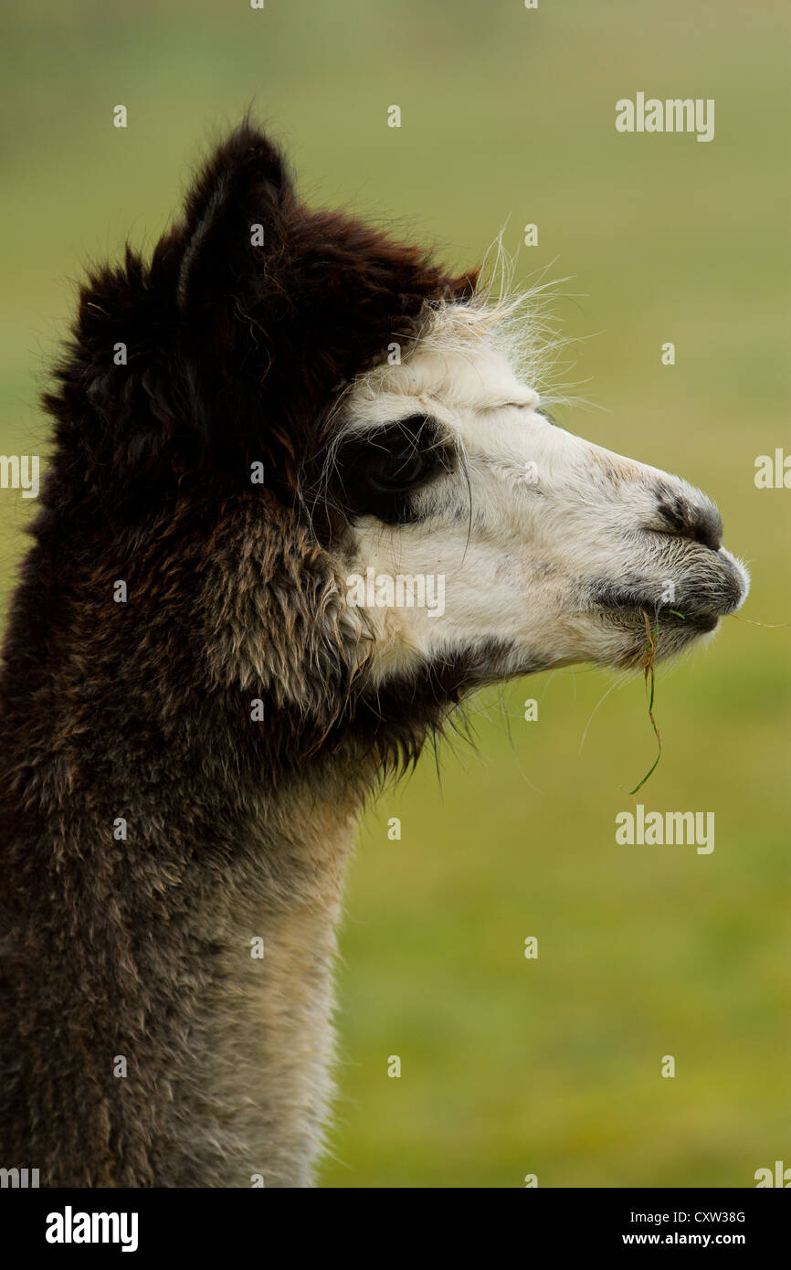 A black and gray Alpaca in profile Stock Photo - Alamy