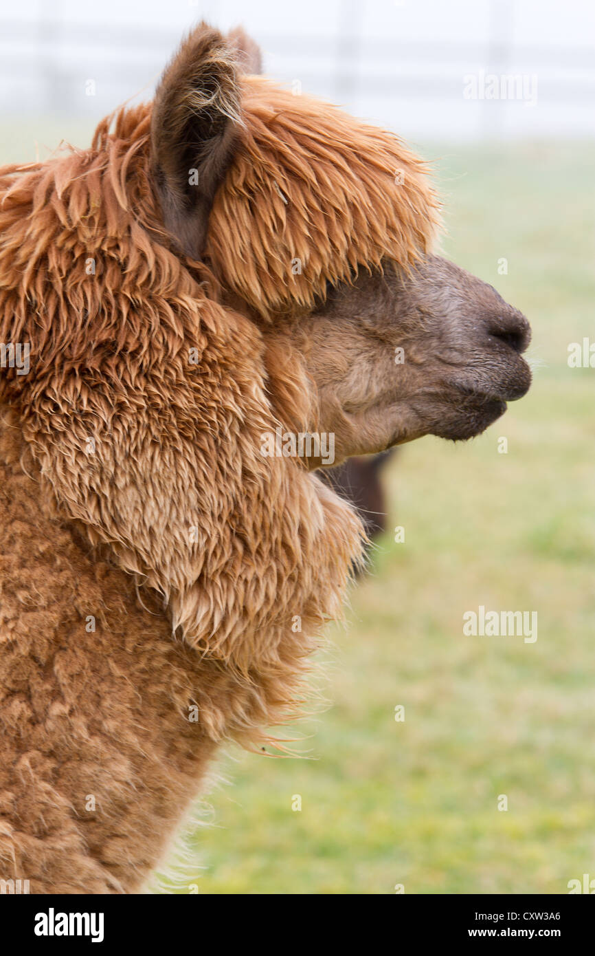 A hairy brown Alpaca in profile Stock Photo - Alamy