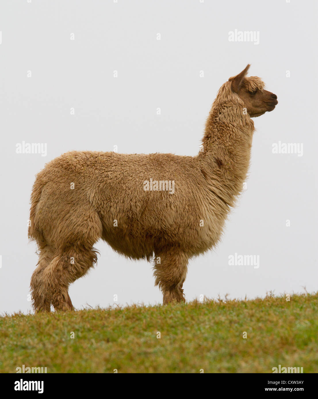 Hairy Alpaca in profile standing light background Stock Photo - Alamy