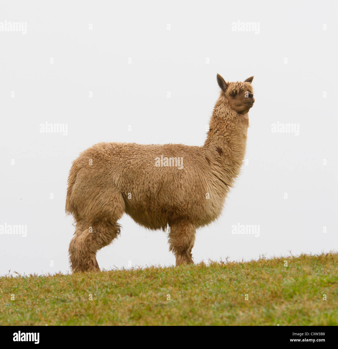 Alpaca in profile standing against light background Stock Photo - Alamy