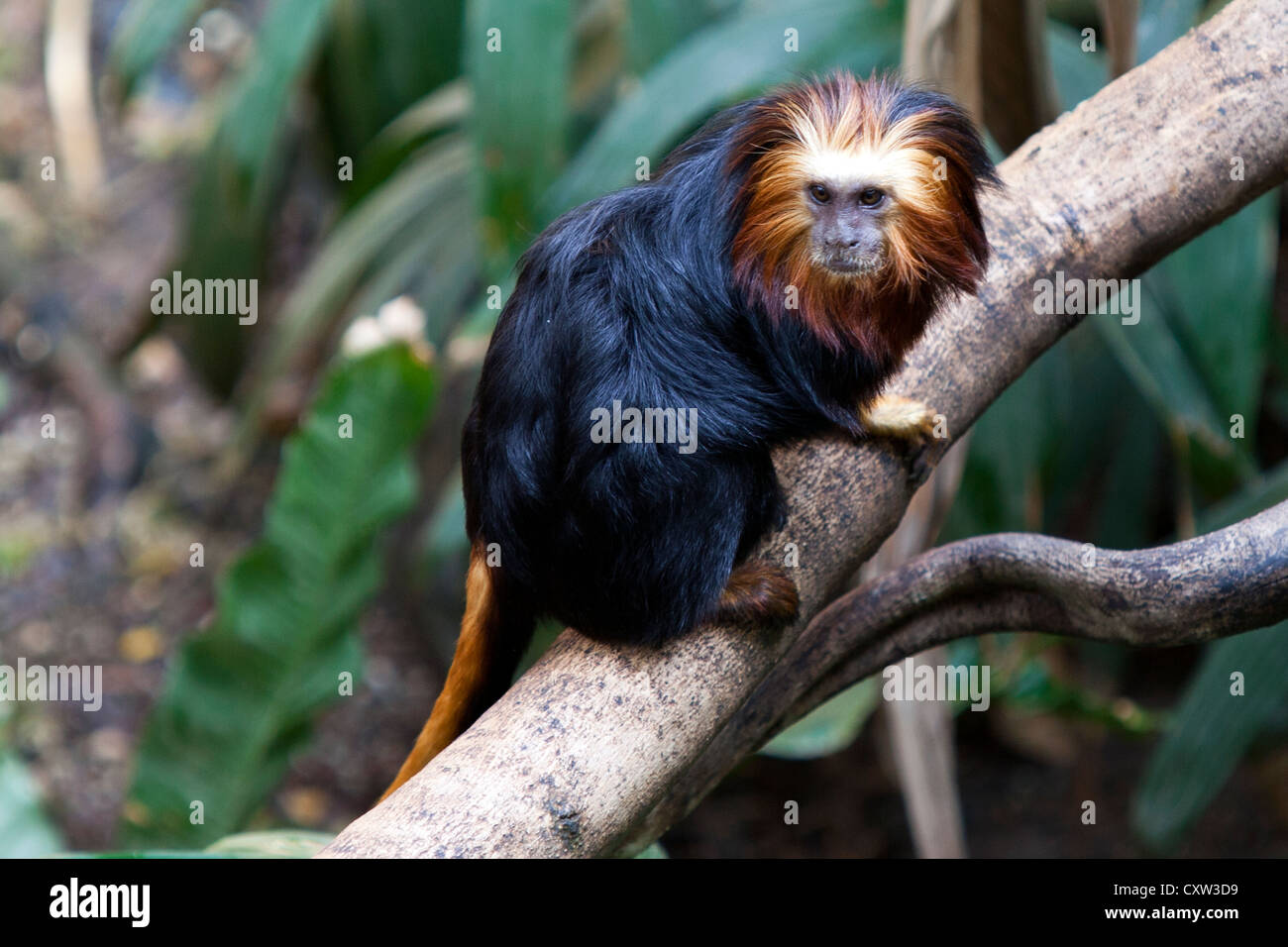 golden-headed lion tamarin (Leontopithecus chrysomelas Stock Photo - Alamy
