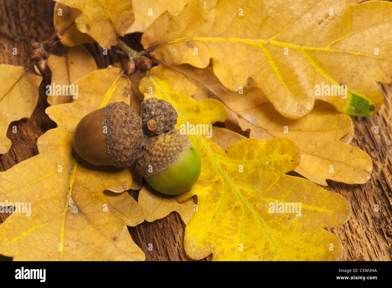 Autumn background with plane tree fruit on colorful foliage Stock Photo ...