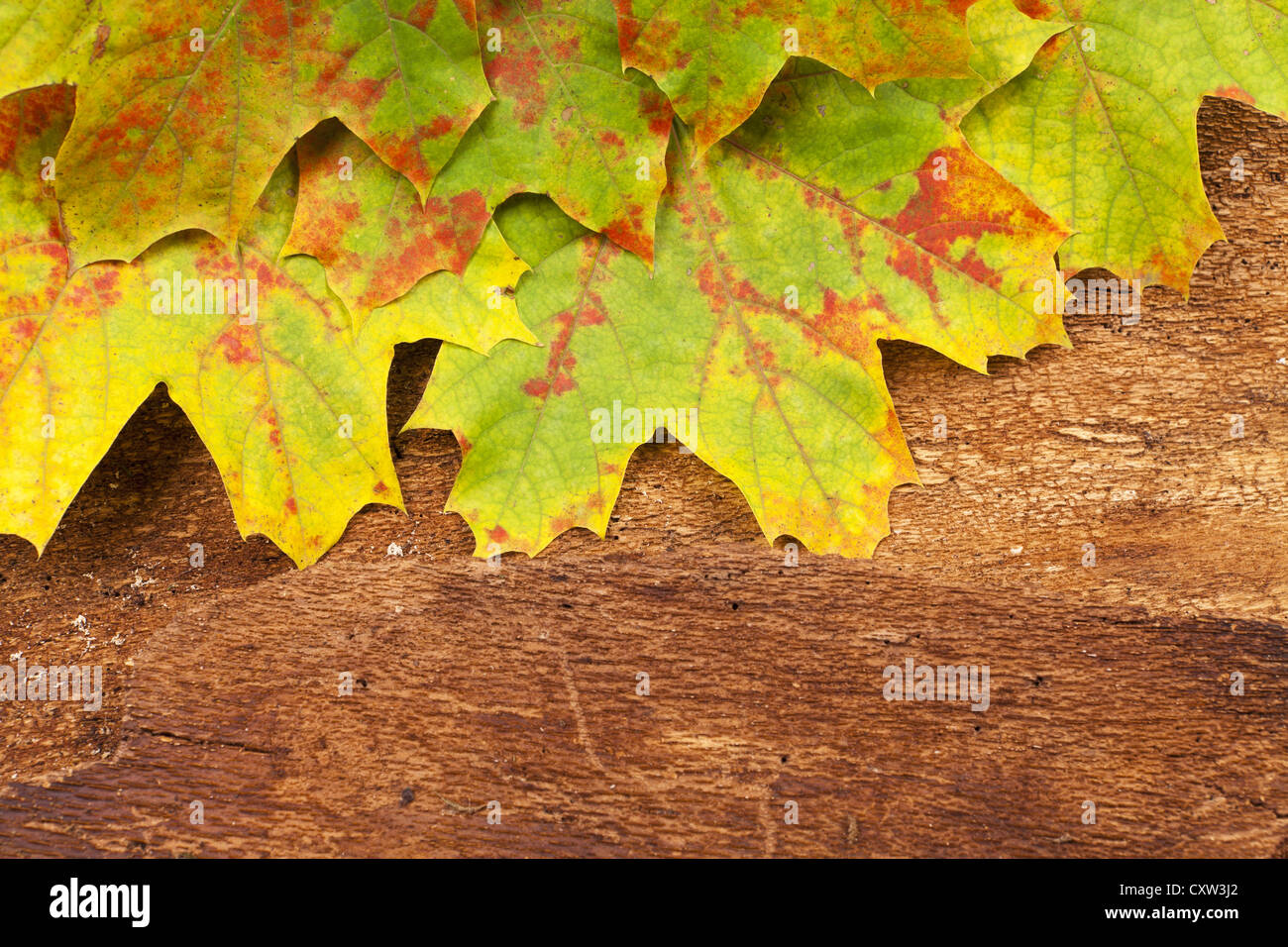 Background with autumnal colored maple foliage on bark Stock Photo - Alamy