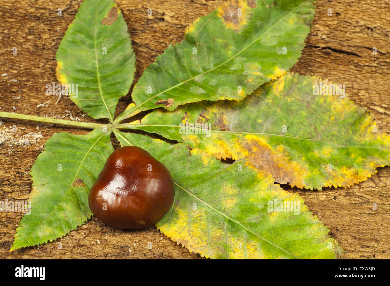 One chestnuts on green chestnut leaves as close up view Stock Photo - Alamy