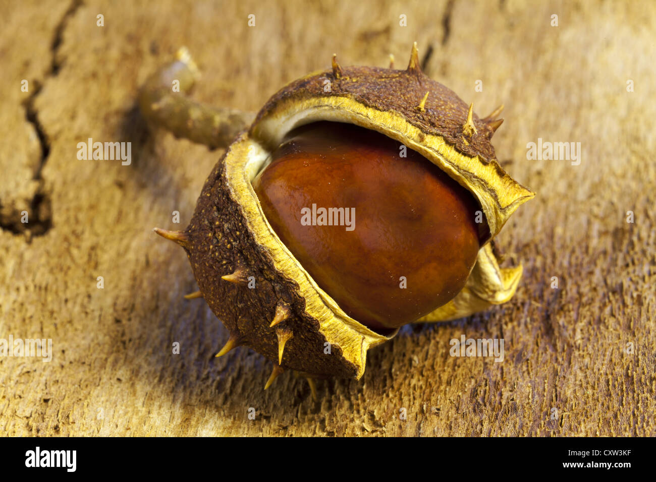 One chestnuts on barks background as close up view Stock Photo - Alamy