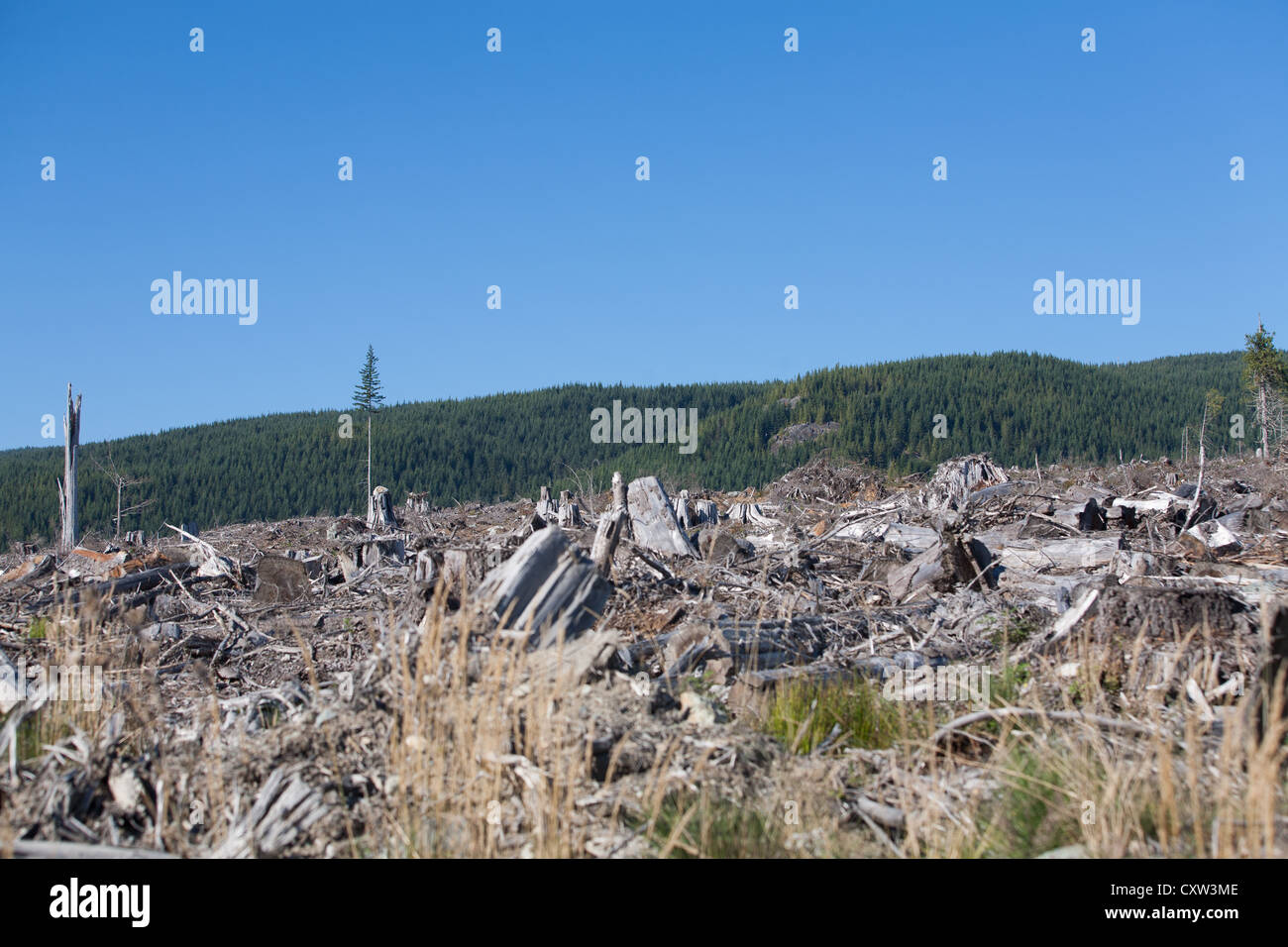 A clear cut on Vancouver Island .A common site down any logging Stock ...