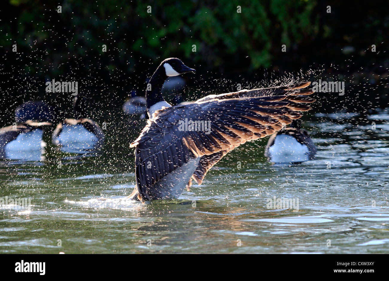 Outspread wings hi-res stock photography and images - Alamy