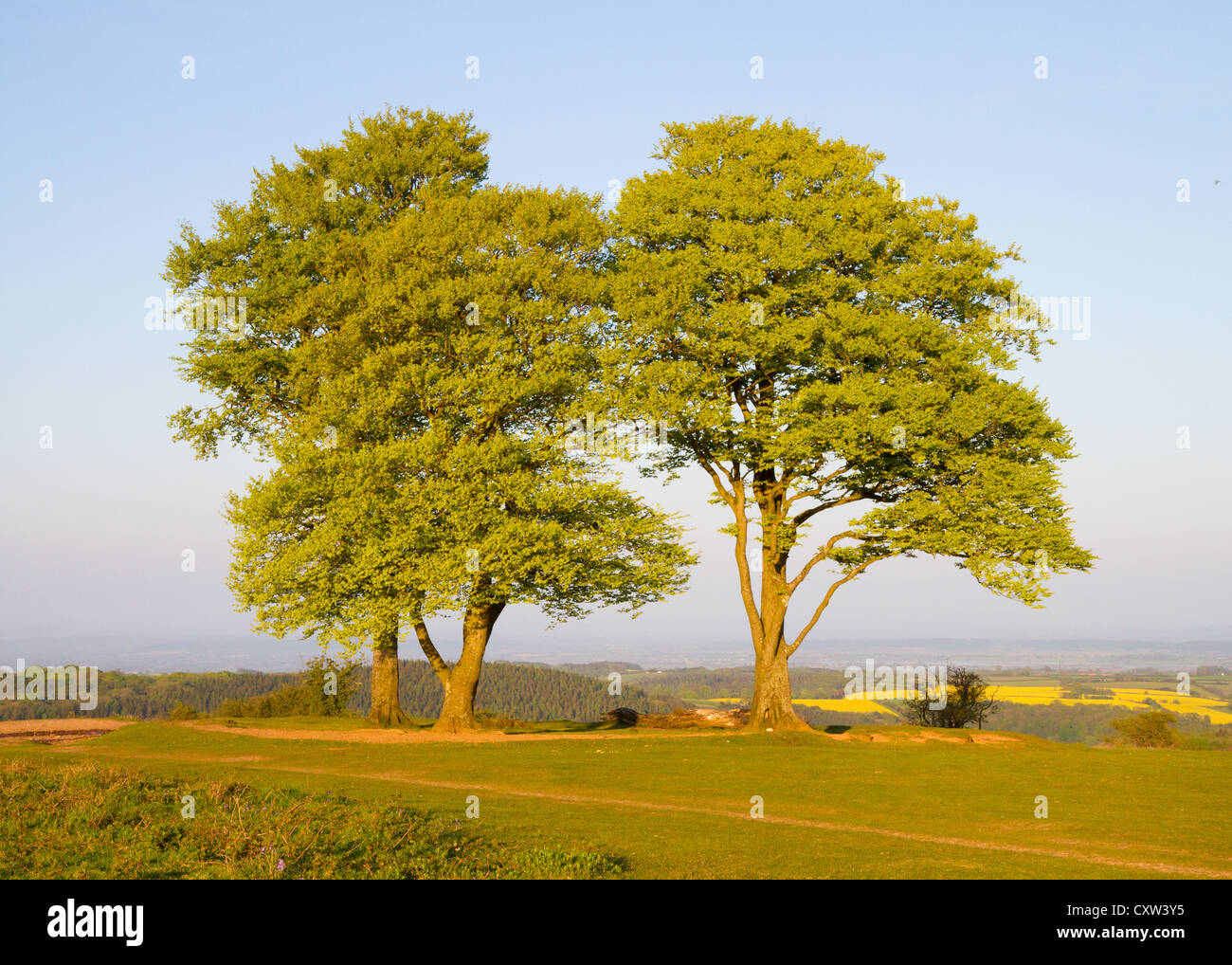Beech trees on the Quantock Hills Somerset england Stock Photo - Alamy
