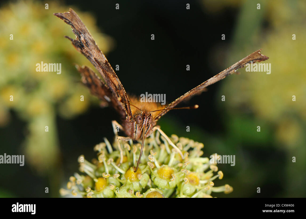 Comma butterfly flying hi-res stock photography and images - Alamy