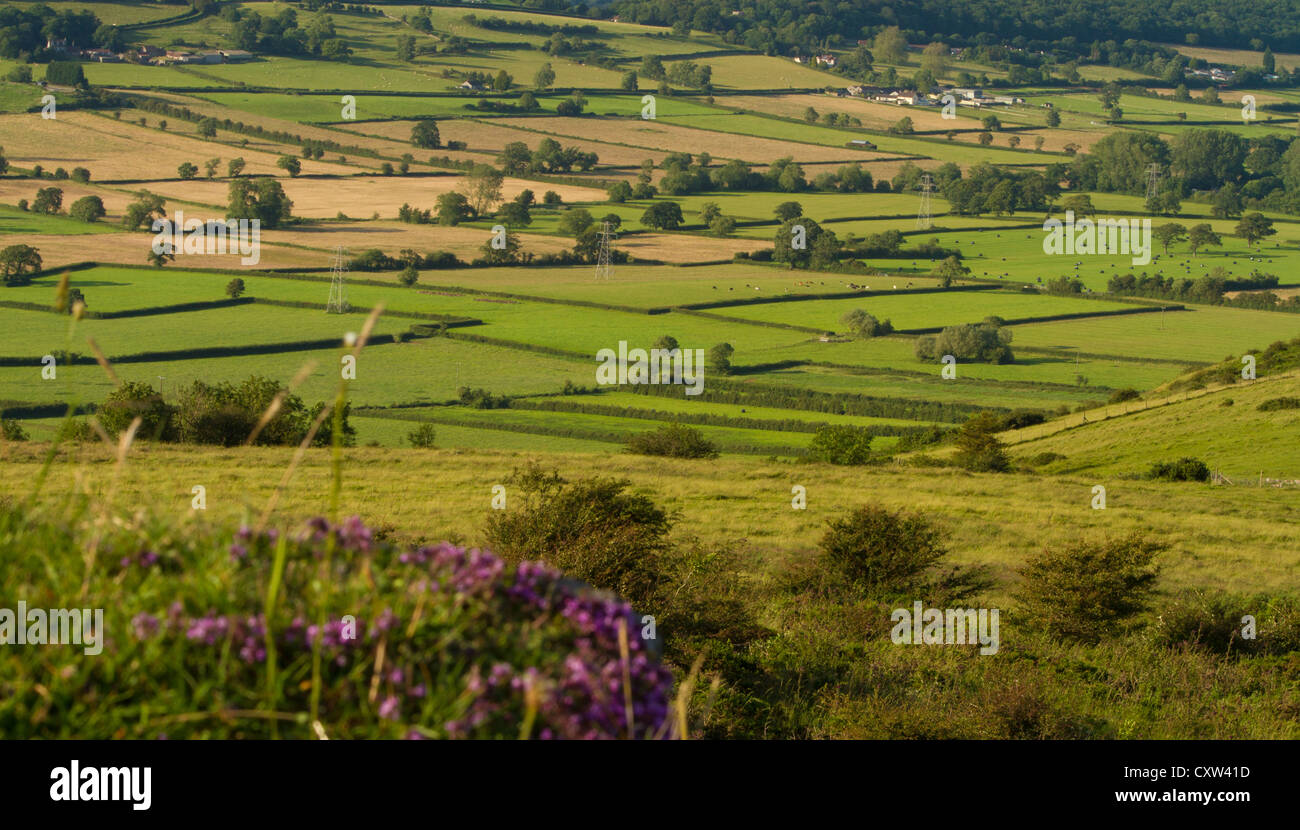 Patchwork fields in Somerset, England. View from Crook Peak Stock Photo - Alamy