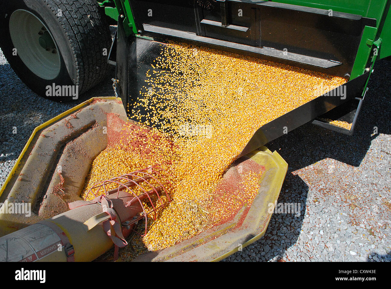 Corn flows from a grain bin into a collector chute for an auger Stock ...