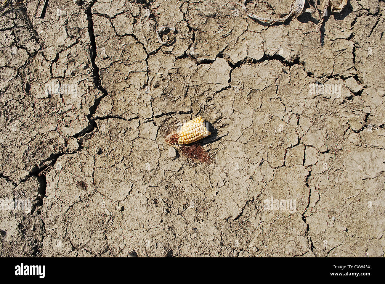 Cob broken hi-res stock photography and images - Alamy