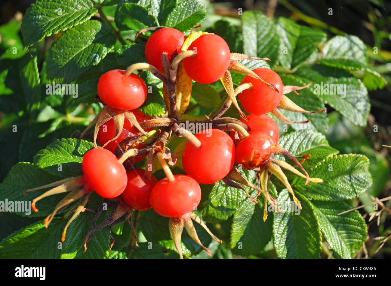 Lowestoft, Suffolk, England: Rose hips Stock Photo - Alamy