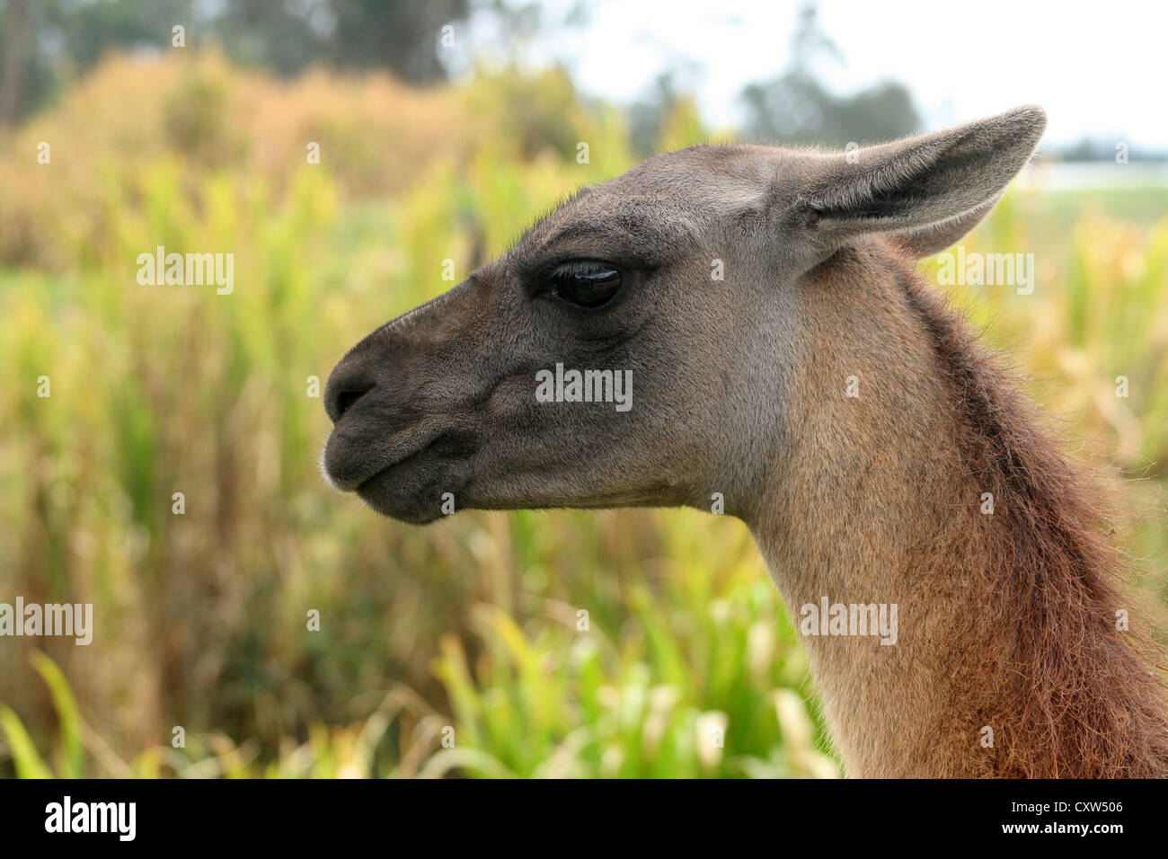 The head of an adult brown and gray llama looking over a farmers field ...
