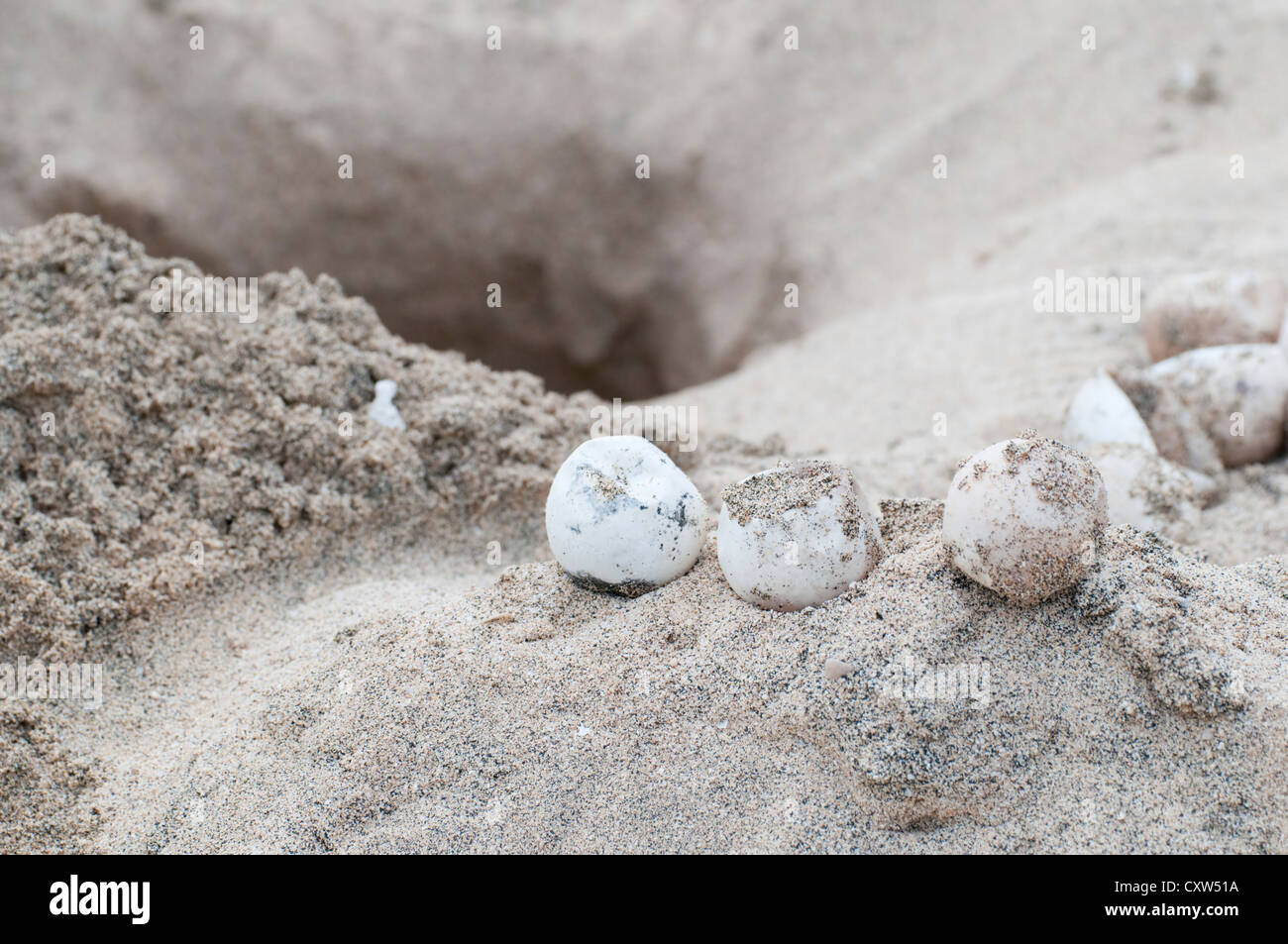 Excavated Loggerhead Turtle nest showing hatched eggs, Santa Maria, Sal ...