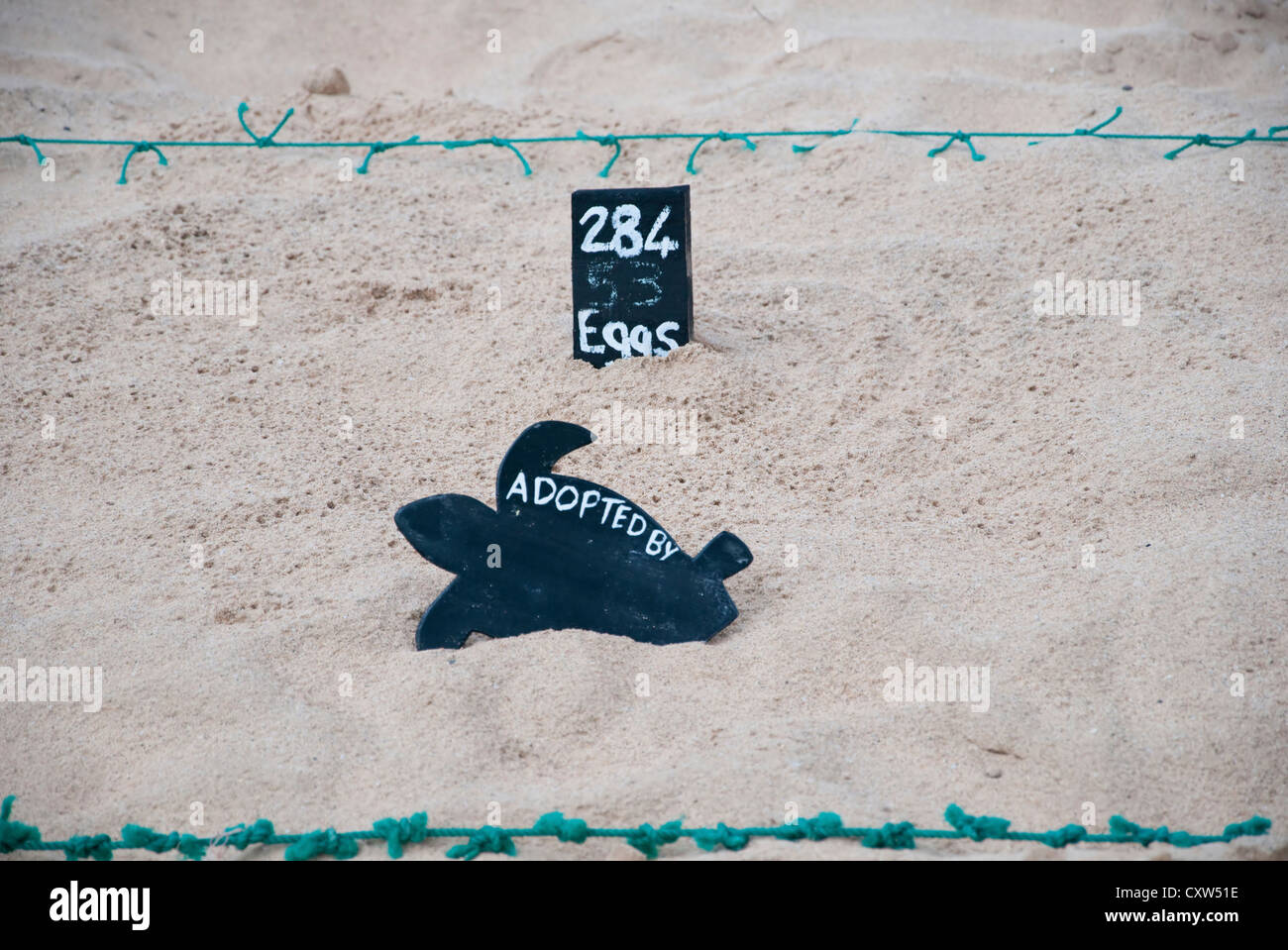 A loggerhead turtle nest in a hatchery, Santa Maria beach, Sal, Cape ...