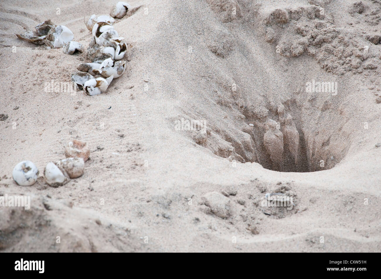 Excavated Loggerhead Turtle nest showing hatched eggs, Santa Maria, Sal ...