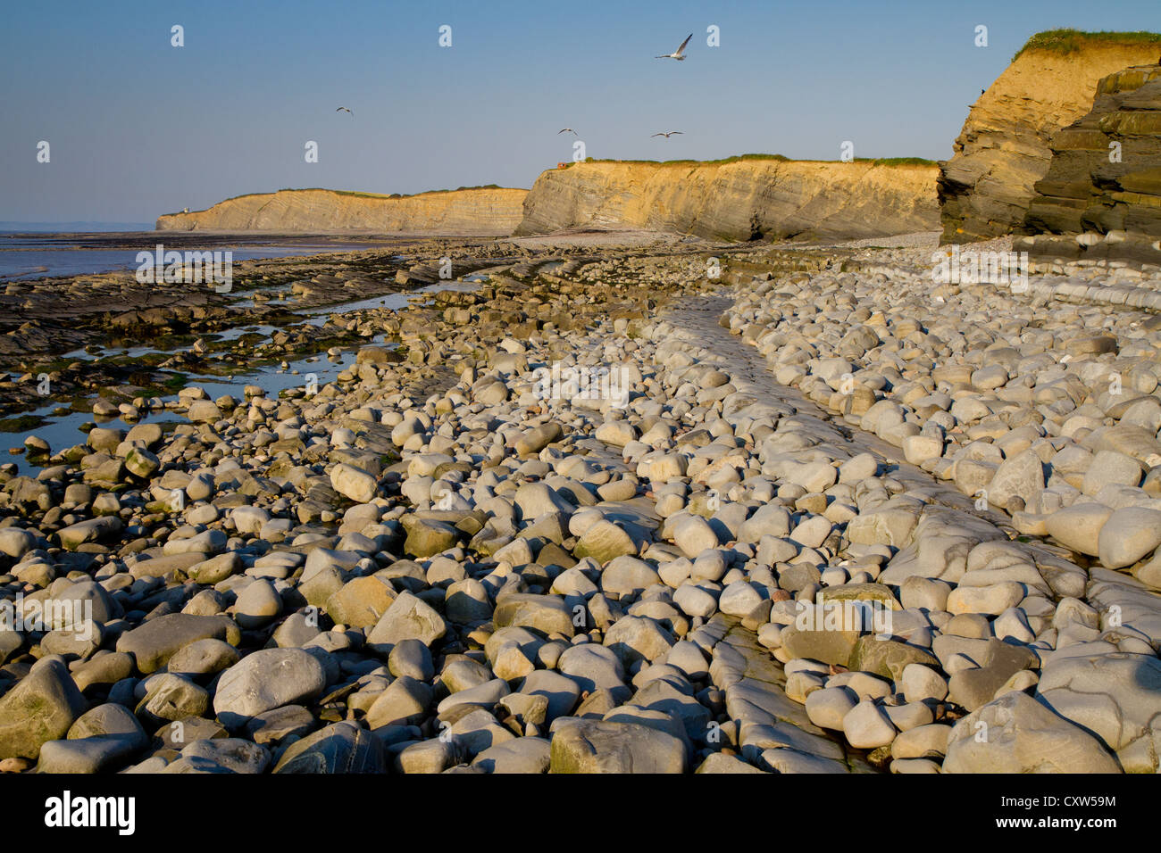 Kilve Fossils High Resolution Stock Photography and Images - Alamy