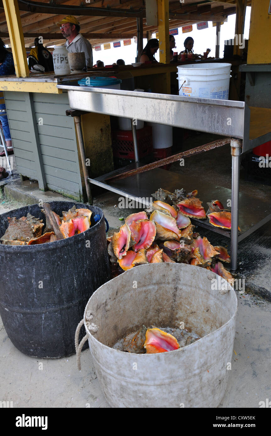 Conch mollusk shells in buckets at a local restaurant, Freeport ...