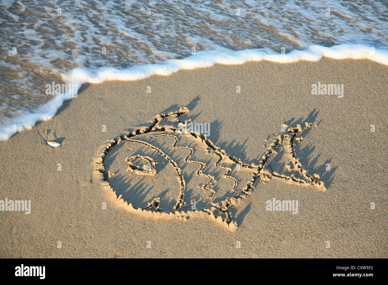 Sand fish on the beach Stock Photo - Alamy