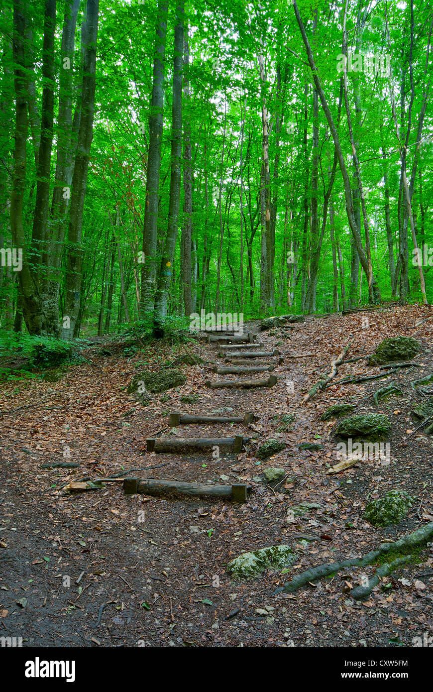 The trail in the forest of wooden steps Stock Photo - Alamy