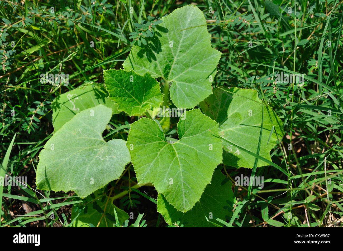 Gourd plants hi-res stock photography and images - Alamy