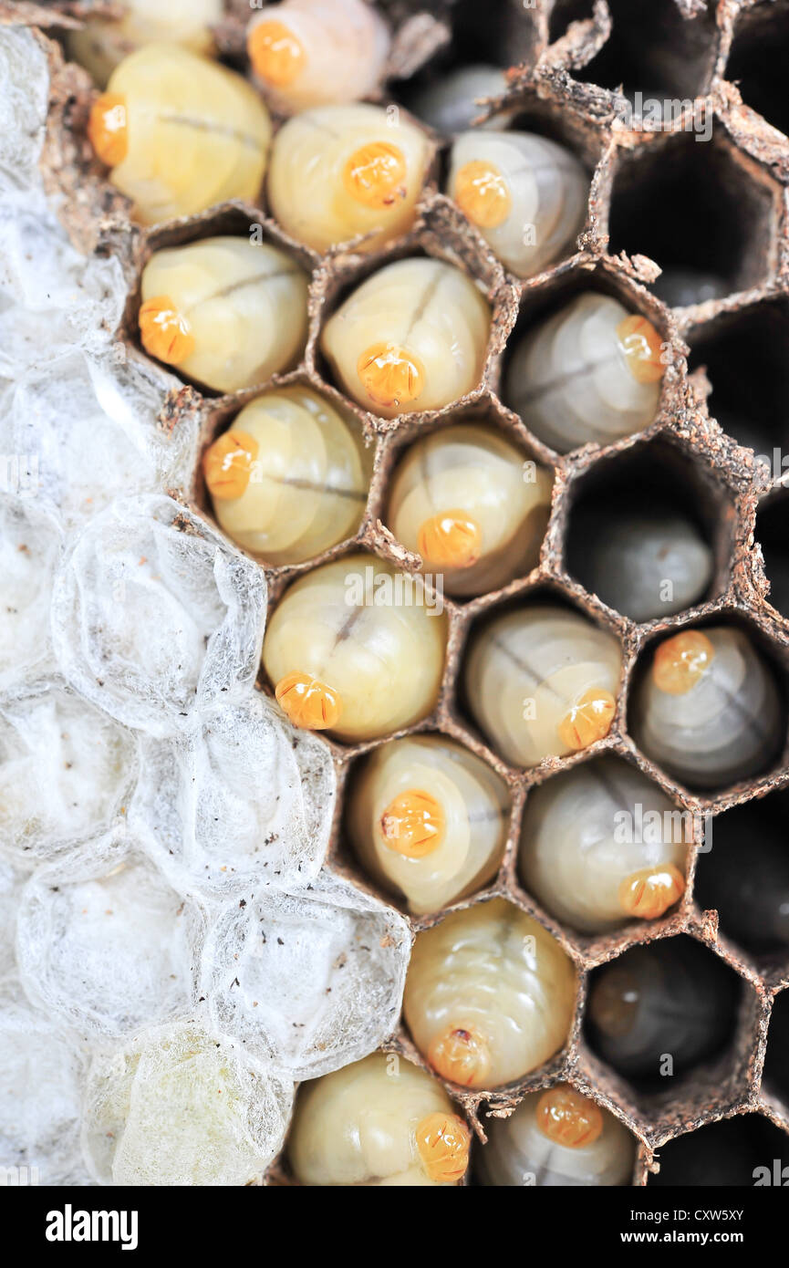 Wasp egg hi-res stock photography and images - Alamy