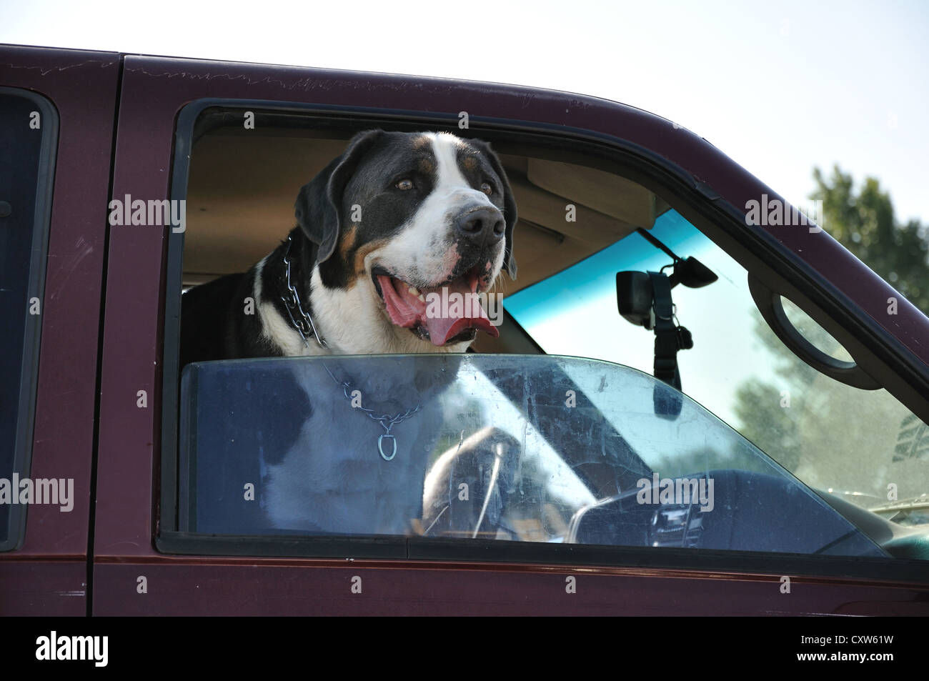 Dos sticking out of a car window Stock Photo - Alamy