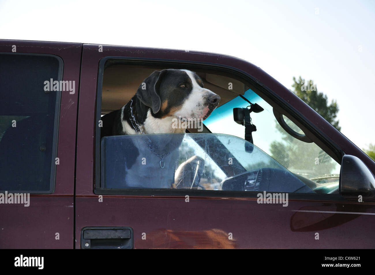 Dos sticking out of a car window Stock Photo - Alamy