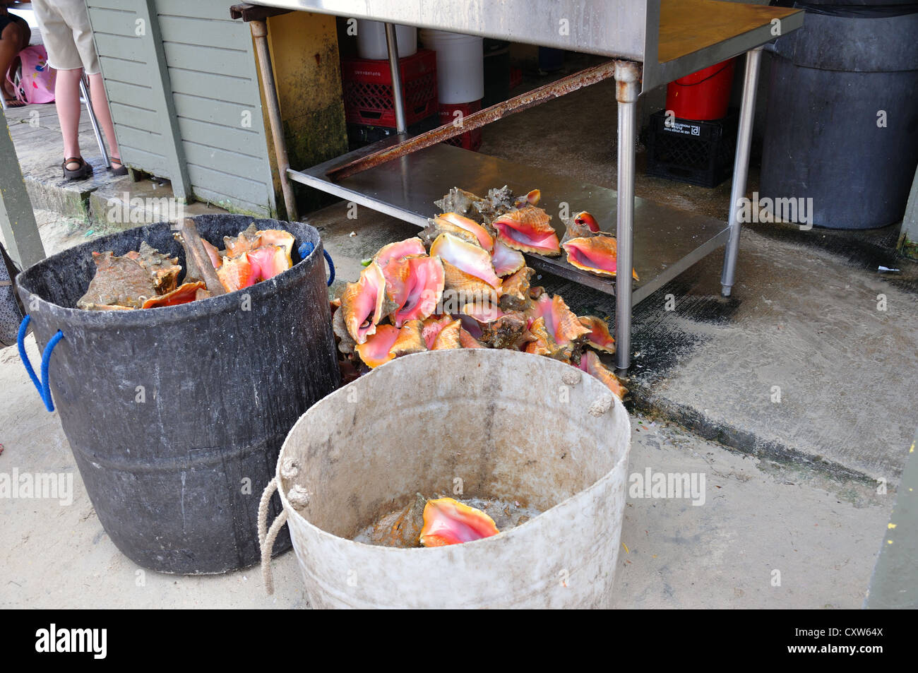 Conch mollusk shells in buckets at a local restaurant, Freeport ...