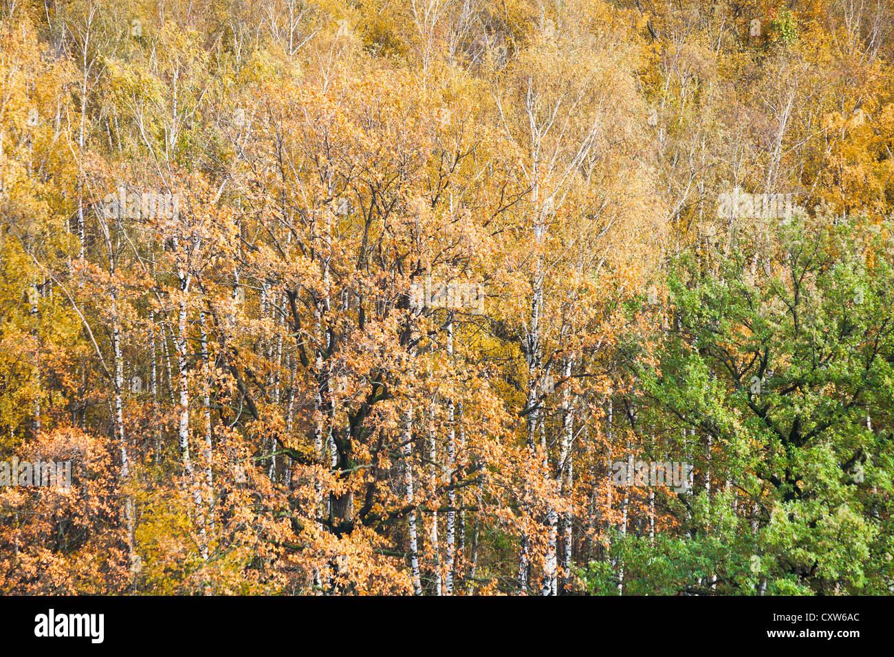 texture from colorful autumn forest Stock Photo - Alamy