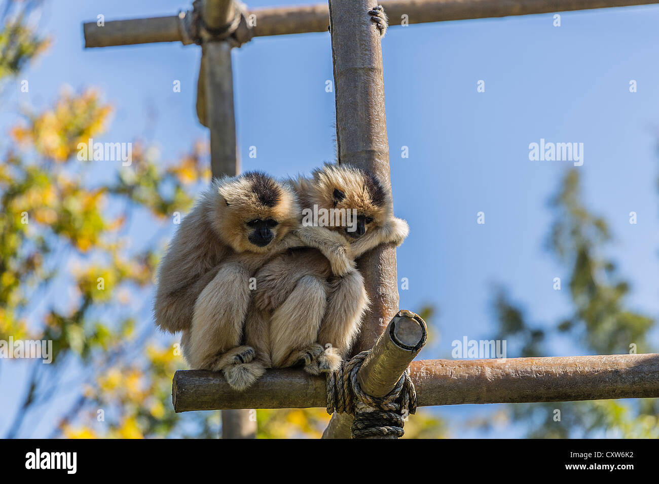 Two white-handed Gibbons hug oneanother Stock Photo - Alamy