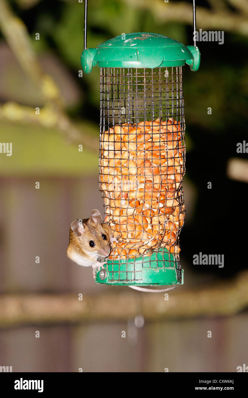 A mouse on a peanut feeder Stock Photo - Alamy
