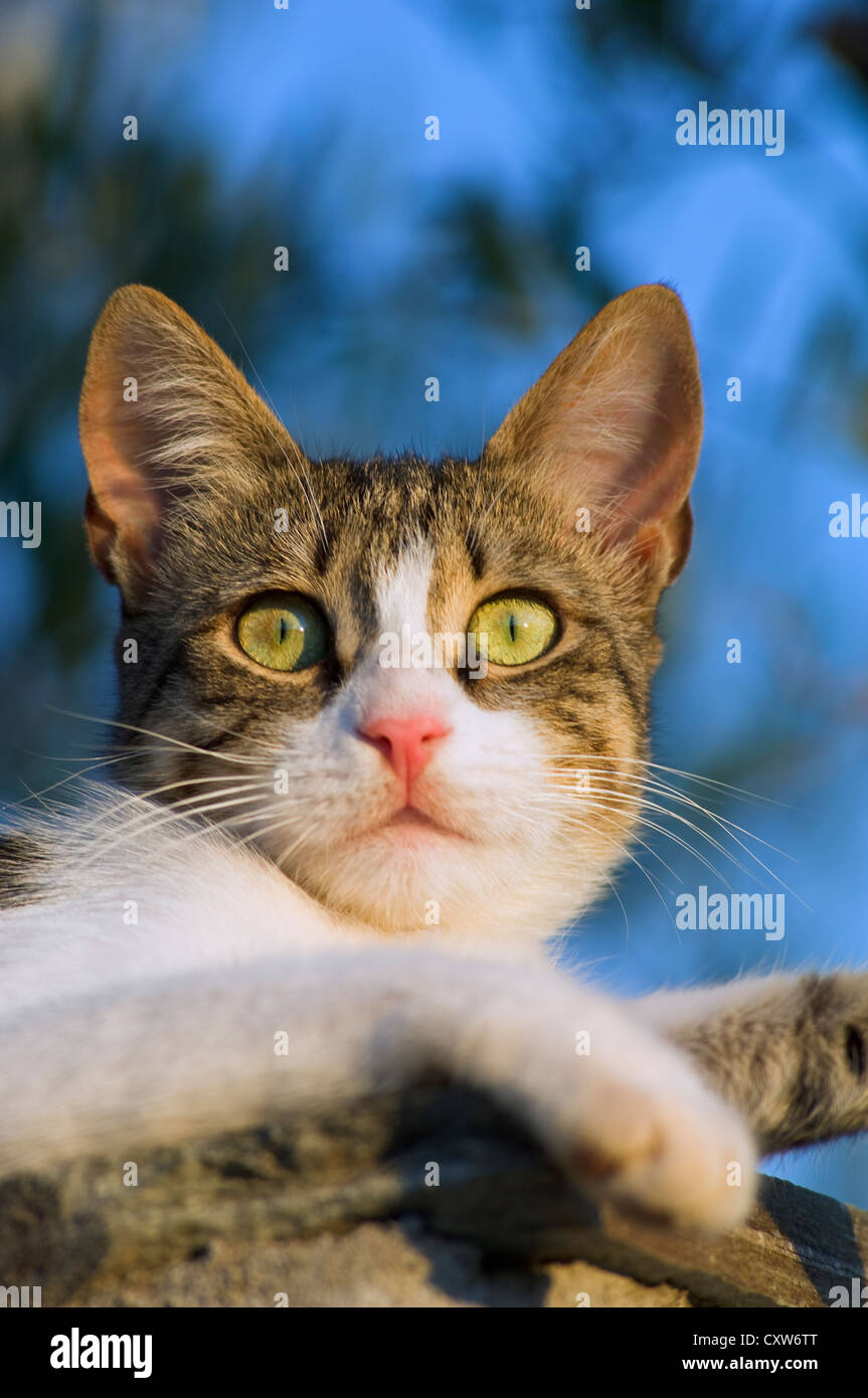 Cat looking alert Stock Photo - Alamy