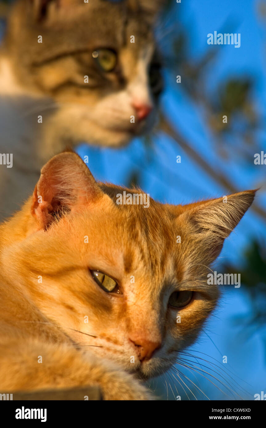 Two cats in sunset light Stock Photo - Alamy