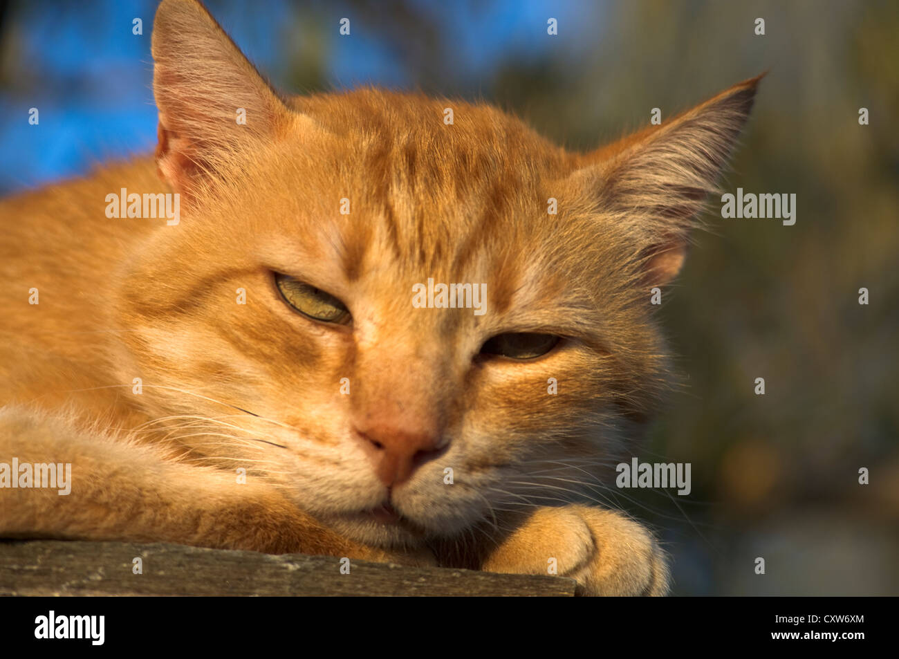 Dozing in the sun hi-res stock photography and images - Alamy