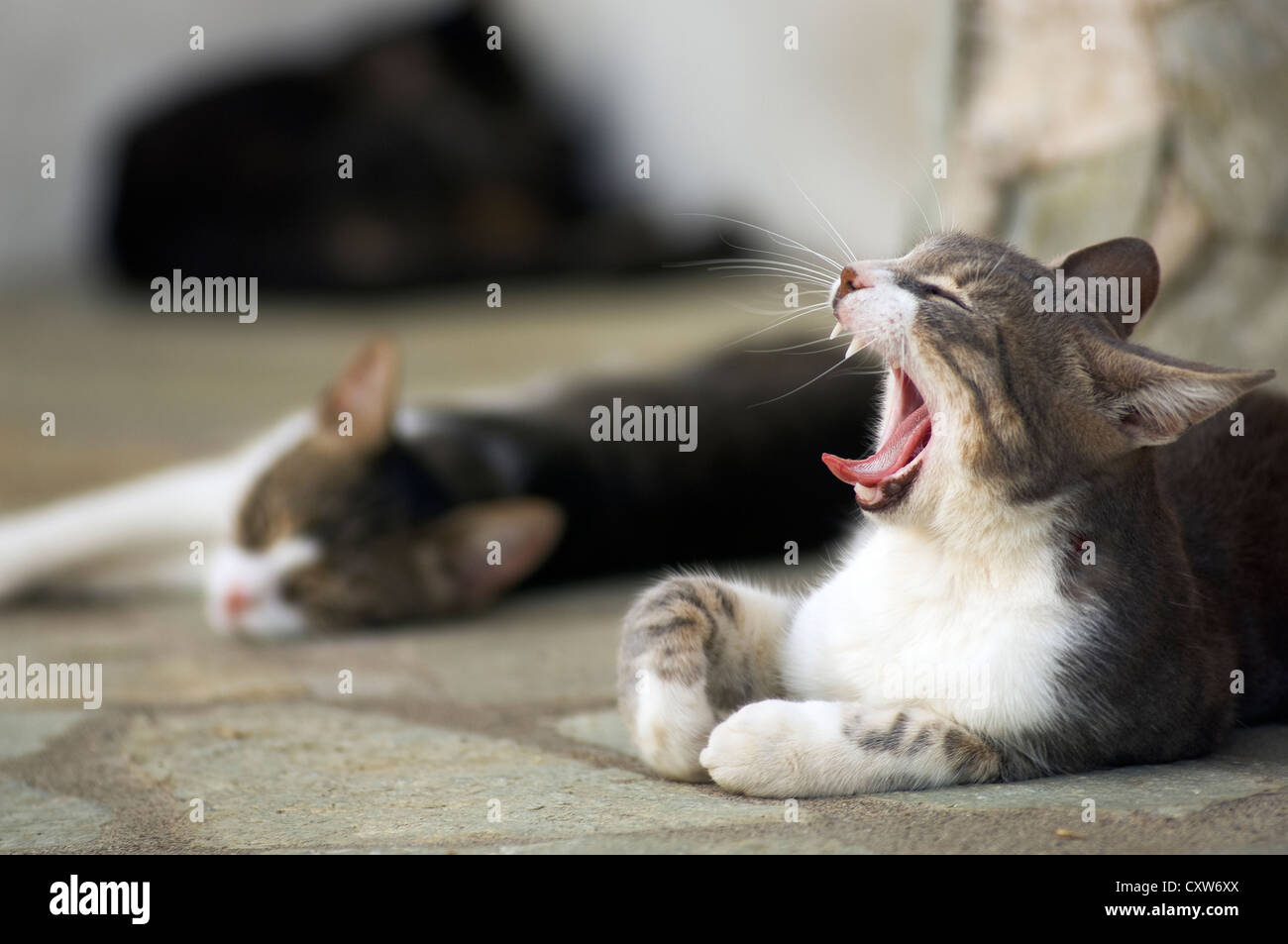 Two sleepy cats Stock Photo - Alamy