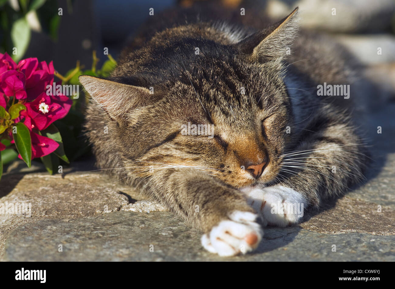 Portrait of a sleeping cat Stock Photo - Alamy