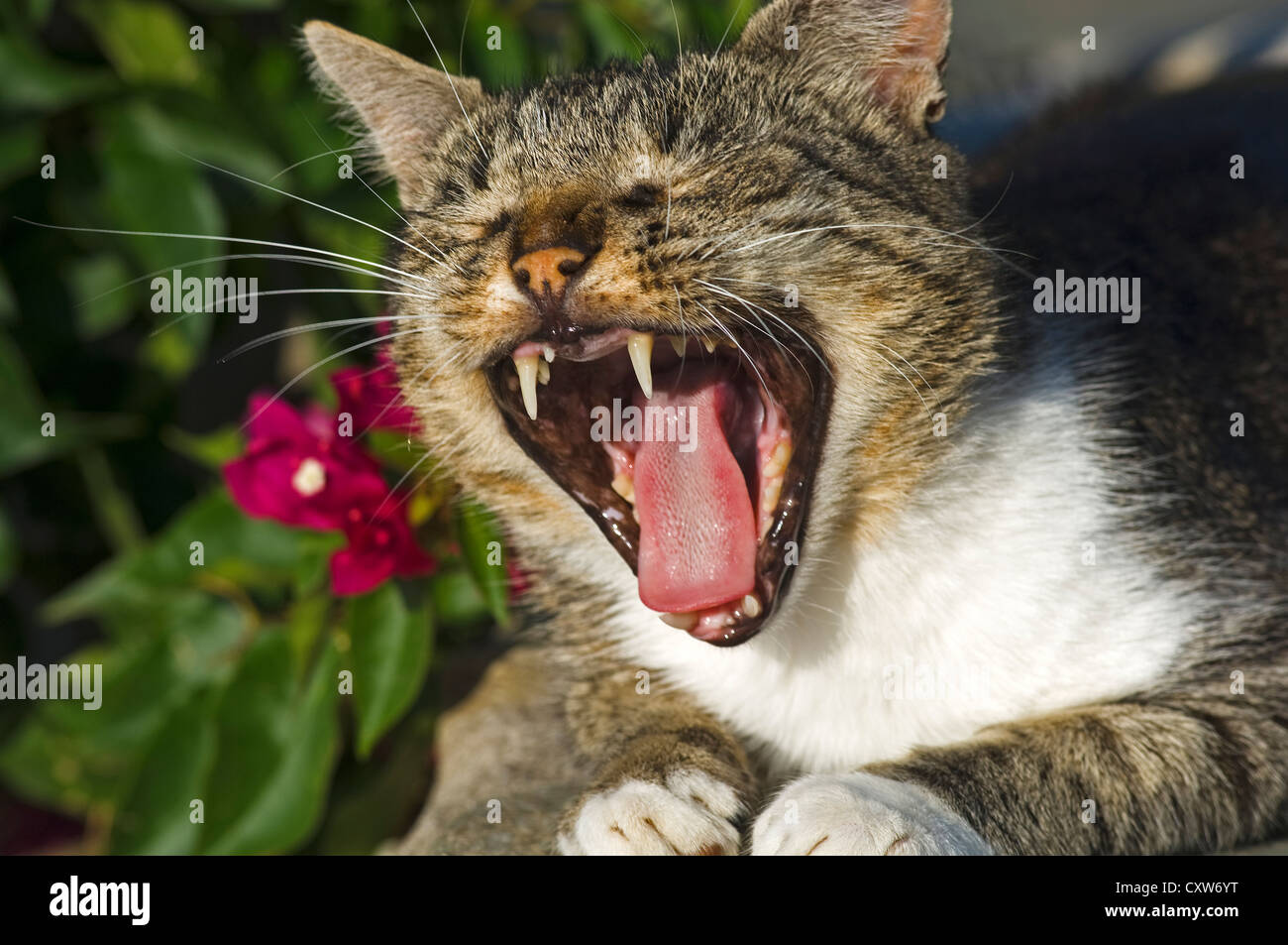 Domestic cat felis catus yawning hi-res stock photography and images ...