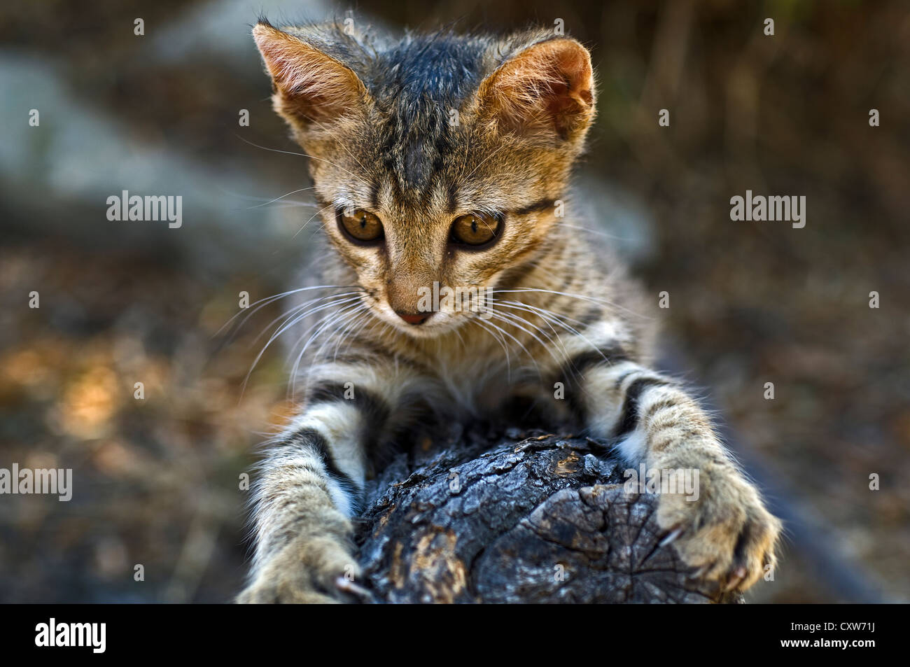 Close-up of an alert looking tabby kitten climbing on a tree Stock ...